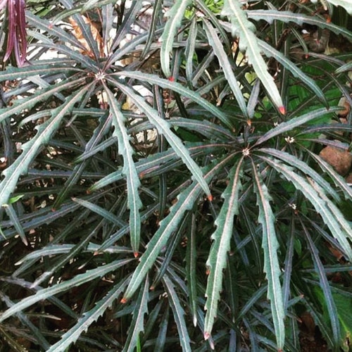 Orchid Live Dendrobium Mini Snow Flake Potted | Etsy