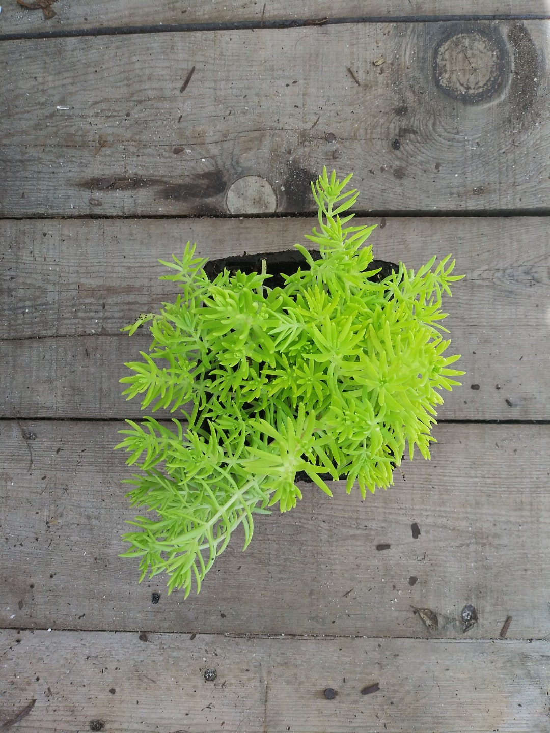 Angelina Succulent Live Plant - Etsy