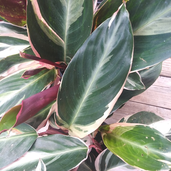 Tricolor Prayer Plant - Etsy