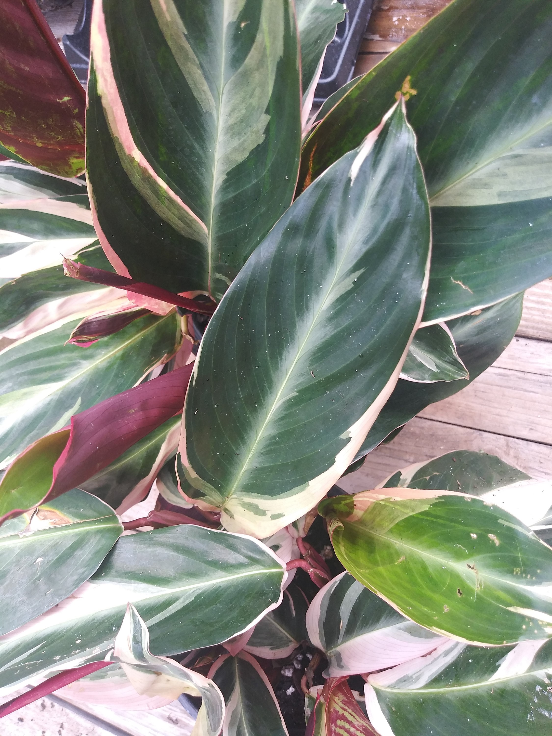 Outdoor & Gardening Plants Exotic Rare Plants Purple Leaves Stromanthe ...