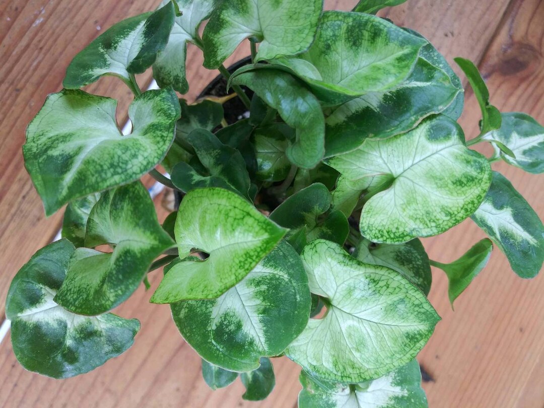 Nephthytis 'arrowhead Plant Live Plant - Etsy