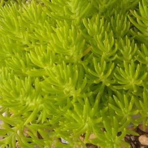 Angelina Succulent Live Plant - Etsy