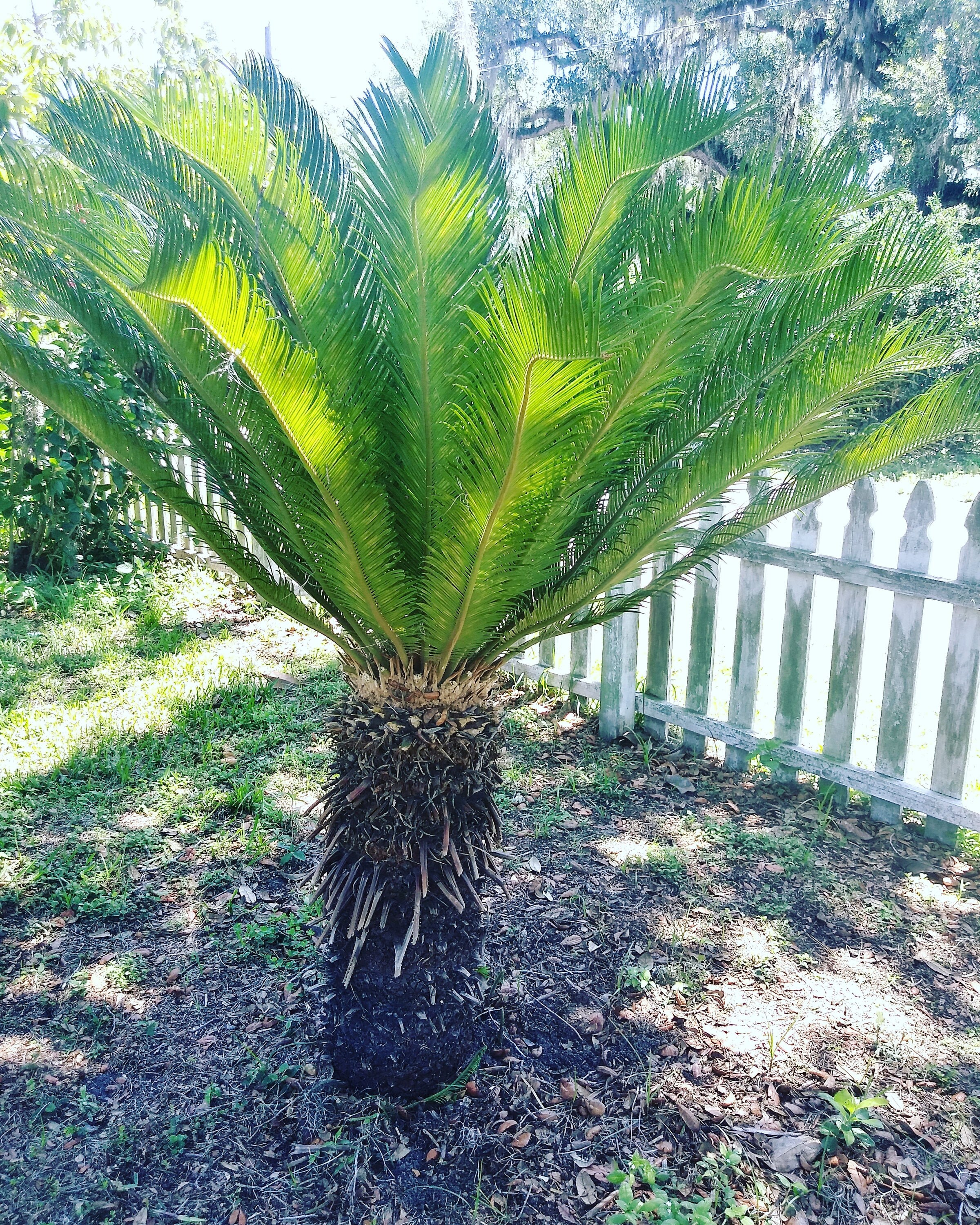 Sago Palm Tree Shoots