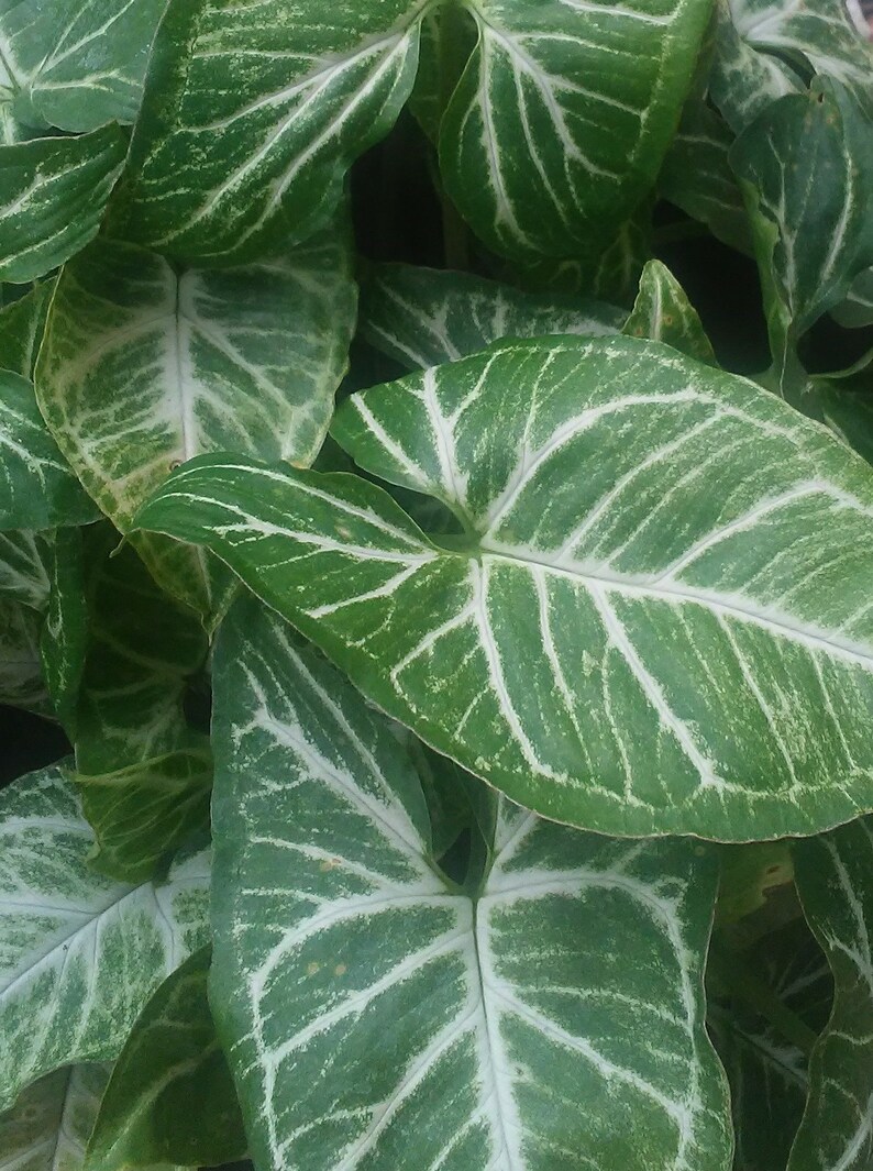 Nephthytis 'Arrowhead Plant Live Plant | Etsy