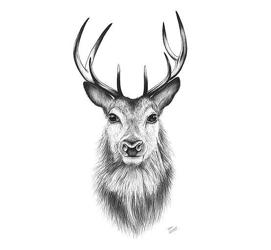 Stag Drawing Stag Print Stag Portrait Steven Crimlisk Art | Etsy