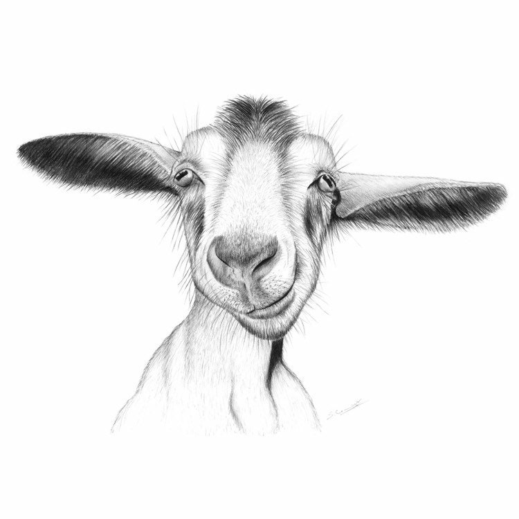 Goat Drawing Goat Print Goat Portrait Steven Crimlisk Art | Etsy
