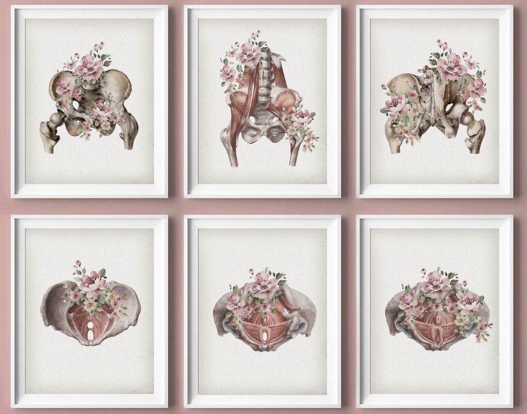 Set 6 Vintage Pelvis Anatomy Art Pelvic Floor Posters Medical Art Pelvic Floor Muscles Print ...