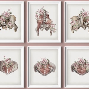 Set 6 Vintage Pelvis Anatomy Art Pelvic Floor Posters Medical Art ...