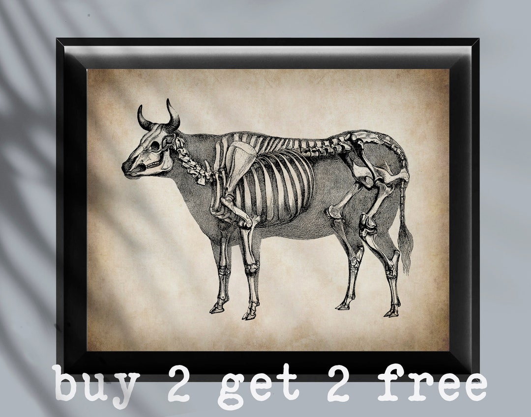 Vintage Cattle Anatomy Poster Cow Skeleton Art Large Animal Anatomy Art ...