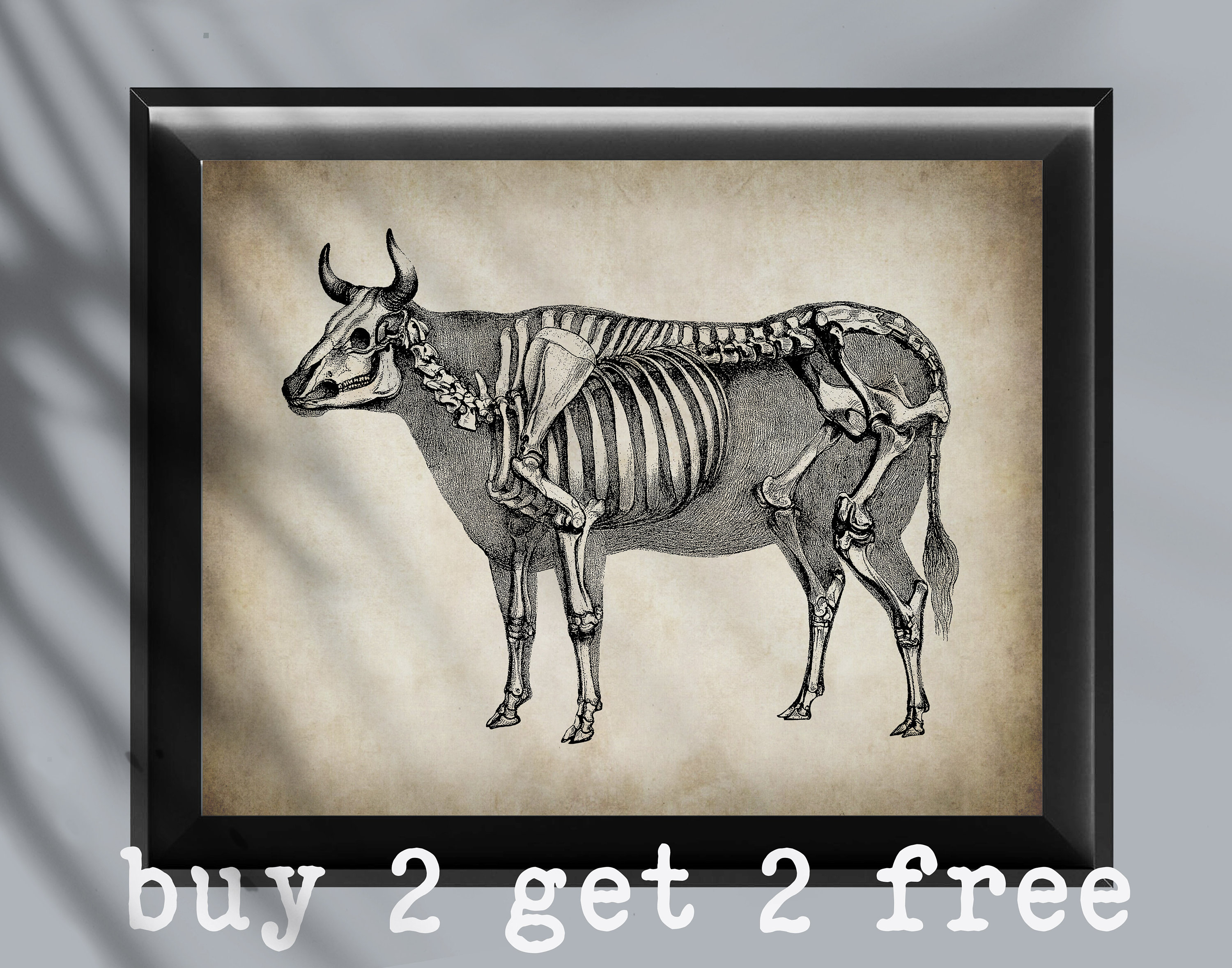 Vintage Cow Skeleton Anatomy Poster: Farm Animal Veterinary Art - Etsy