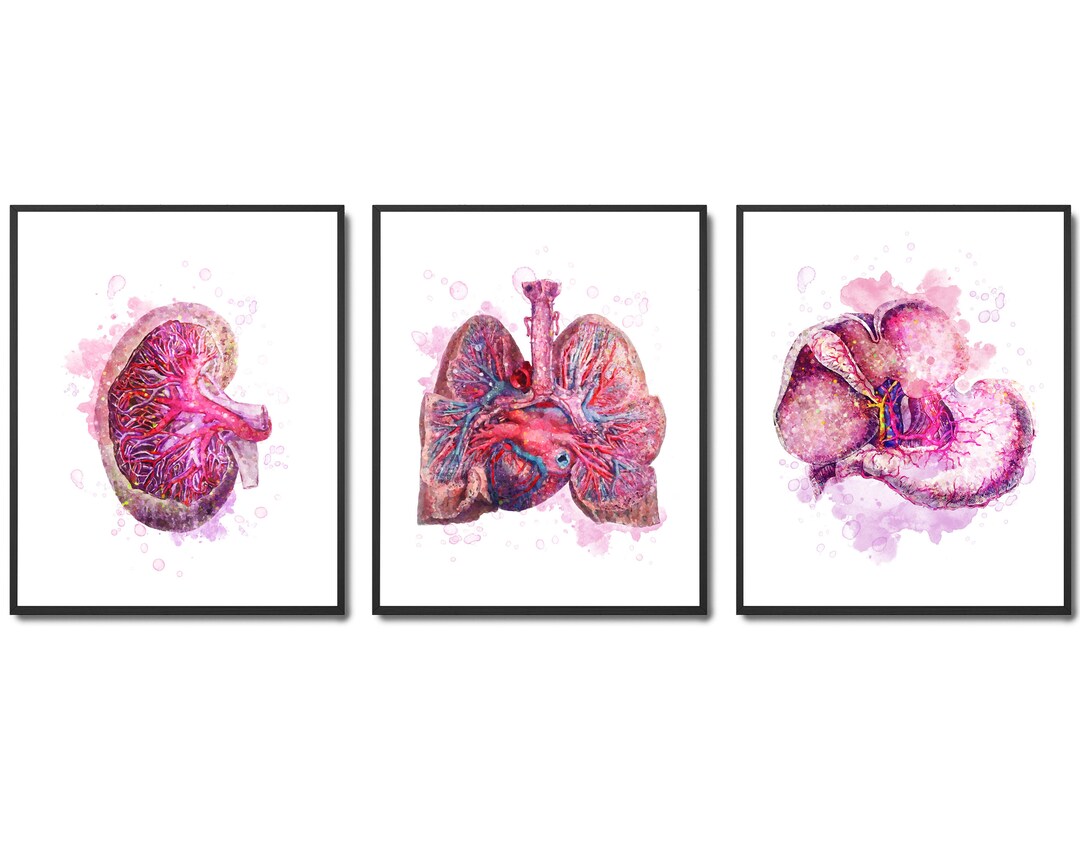 3 Watercolor Anatomy Art, Medical Art, Internal Organ Painting, Kidney ...