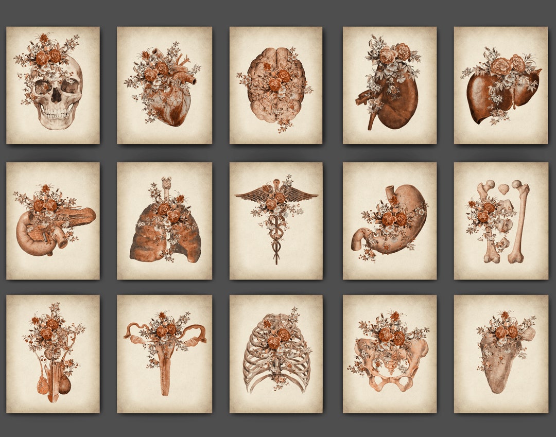 Set 15 Vintage Anatomy Artwork Scientific Art Medical Wall Art Surgical ...
