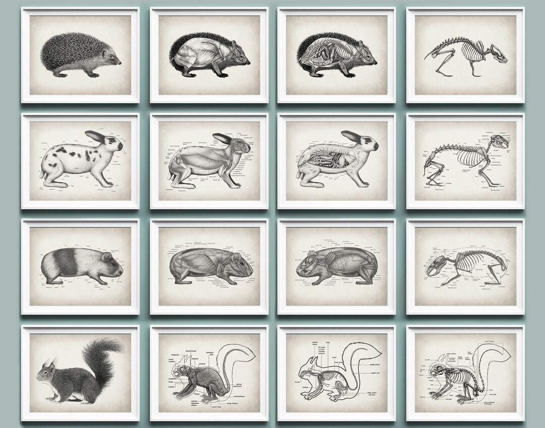 16 Small Animals Anatomy Posters Biology Art Zoology Art Small Mammals ...