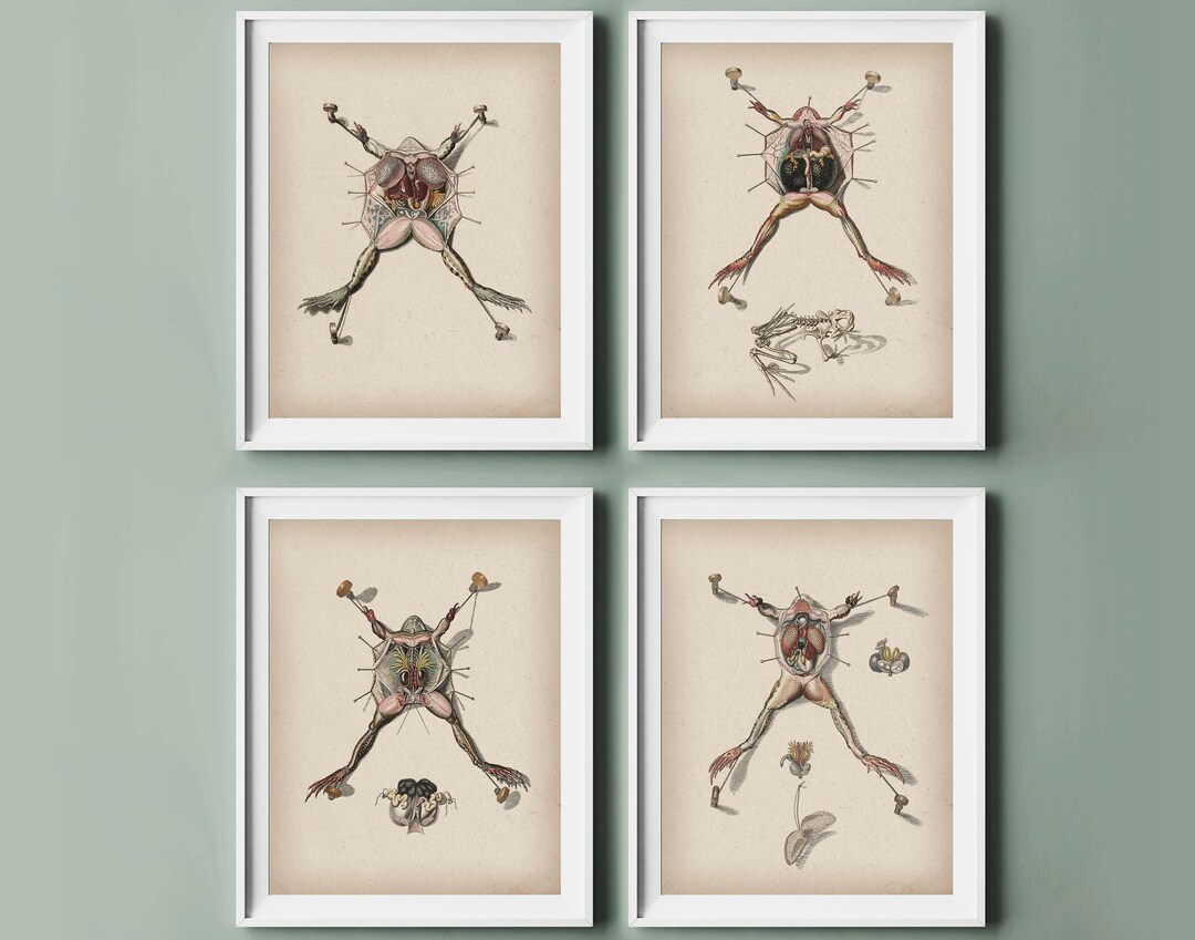 4 Frog Anatomy and Physiology Posters Internal Organs of Reptiles ...