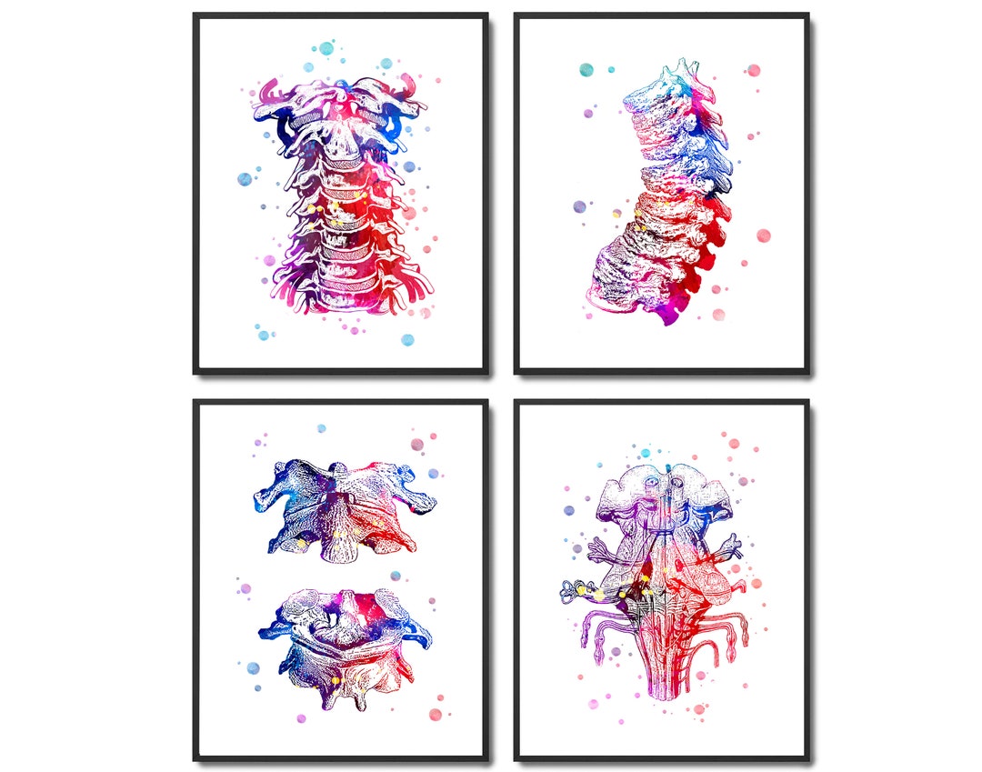 4 Spine Art Skeletal Anatomy Art Vertebral Column Art Medical Art ...