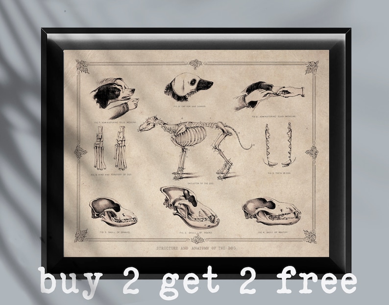 Vintage Dog Anatomy Poster Dog Skeleton Structure Animal - Etsy