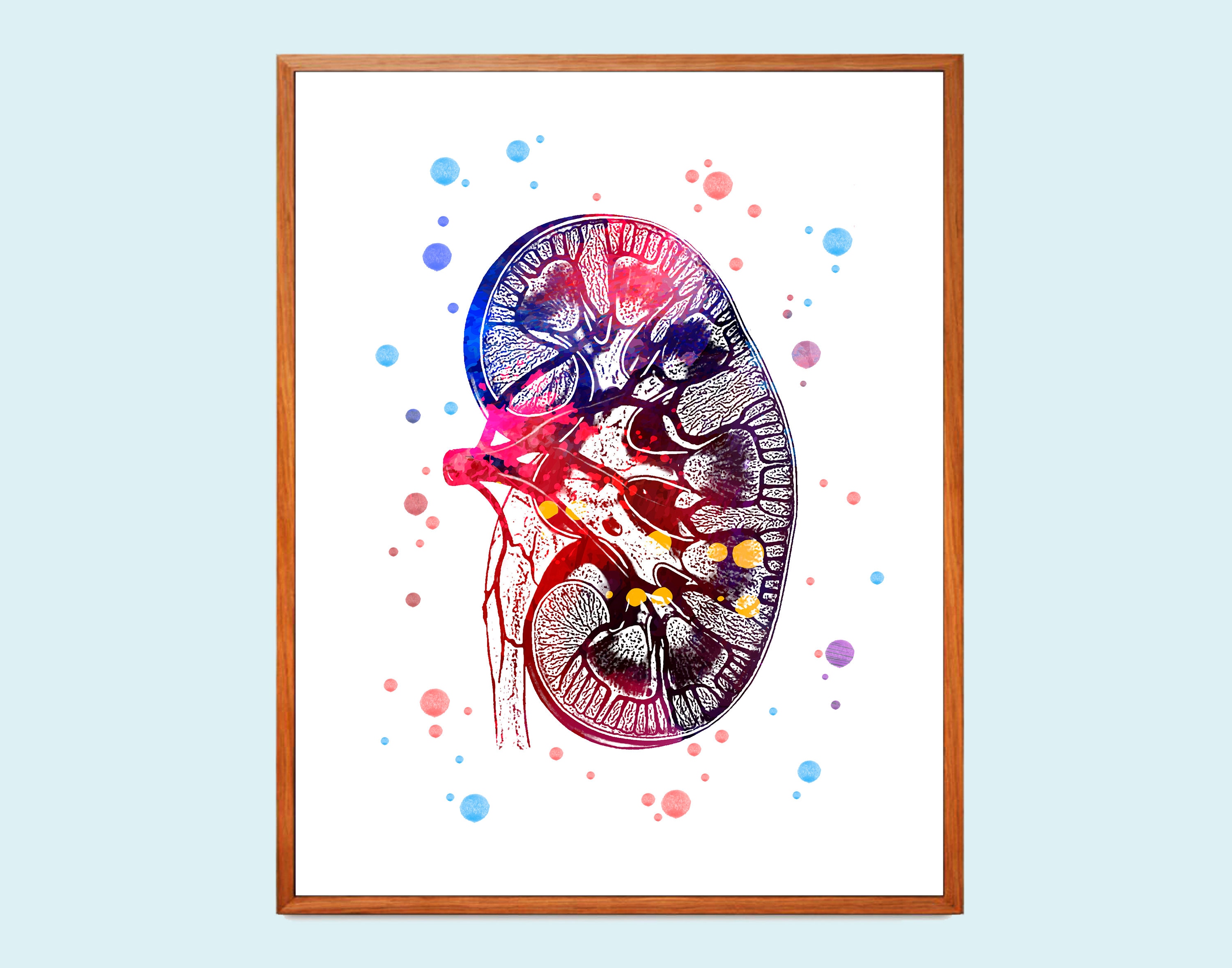 Anatomical Kidney Print / Nephrology Art / Medical Poster / | Etsy