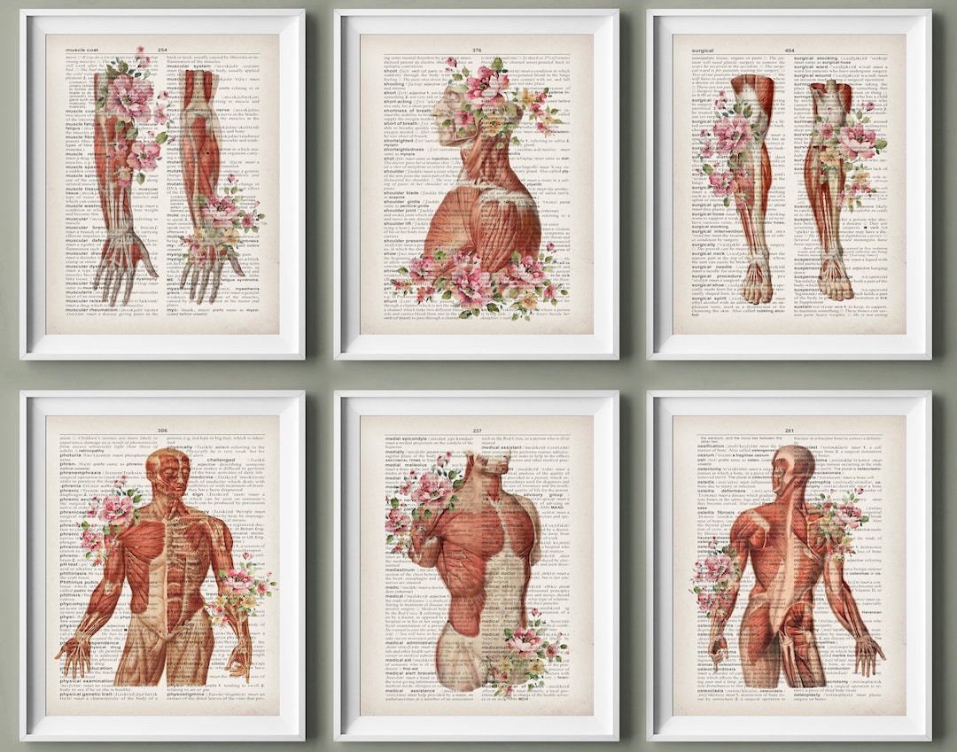 6 Vintage Muscular System Anatomy Art Medical Dictionary Art Decor ...
