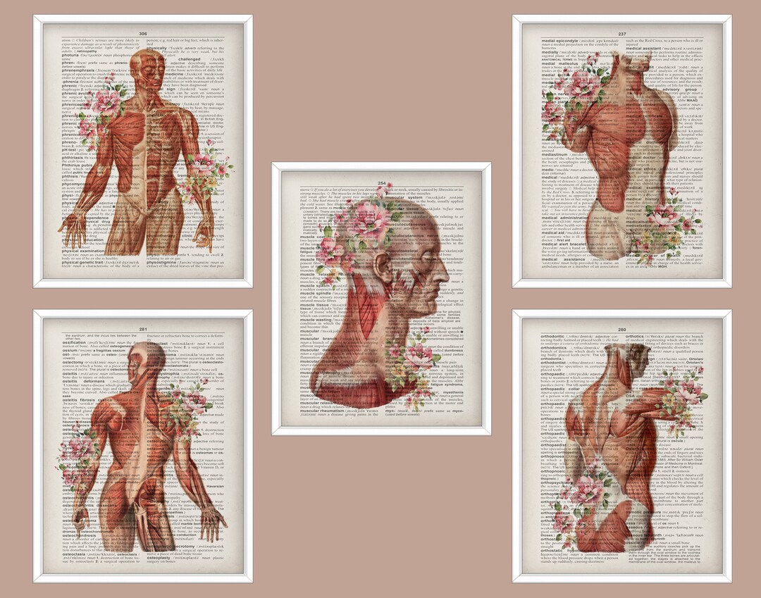 5 Vintage Muscular System Anatomy Art Medical Dictionary Painting ...