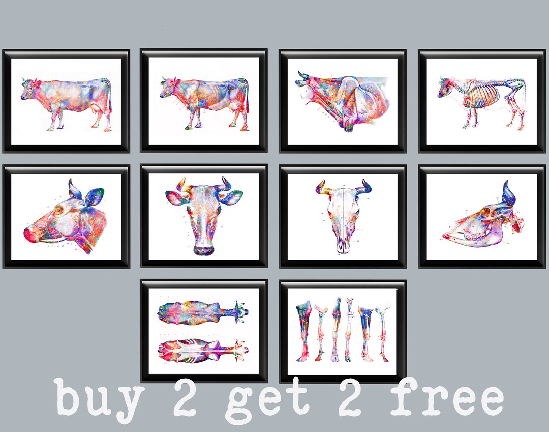 10 Watercolor Animal Anatomy Posters Cow Physiology Art Bovine Anatomy ...