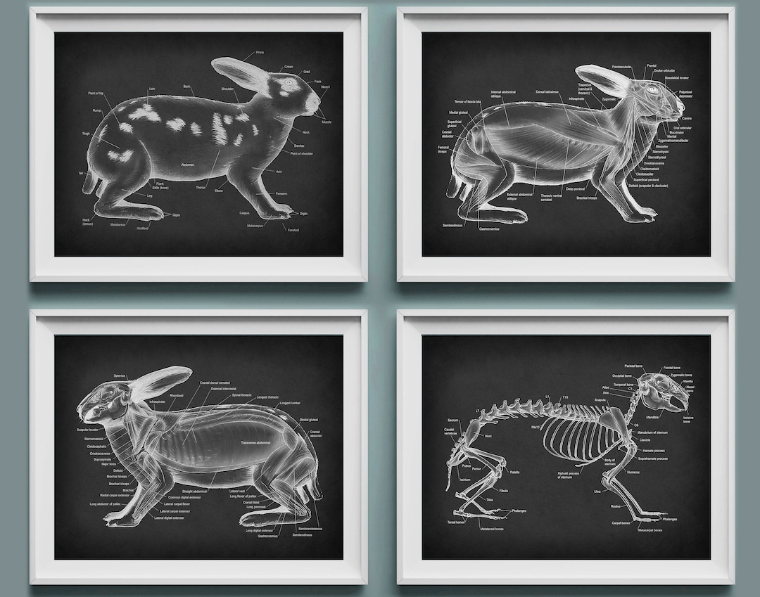 4 Rabbit Anatomy and Physiology Posters Small Mammals Art Biology Art ...