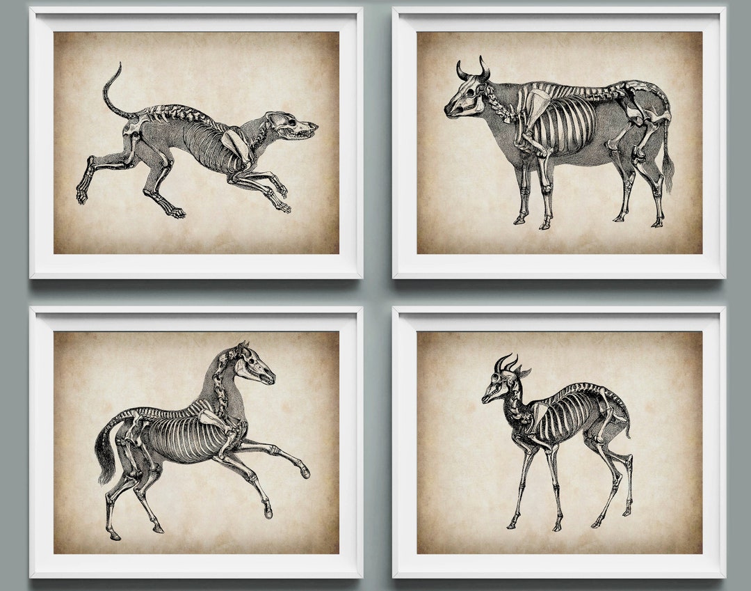 Set 4 Animal Anatomy Posters Biology Art Science Art Animal Physiology ...