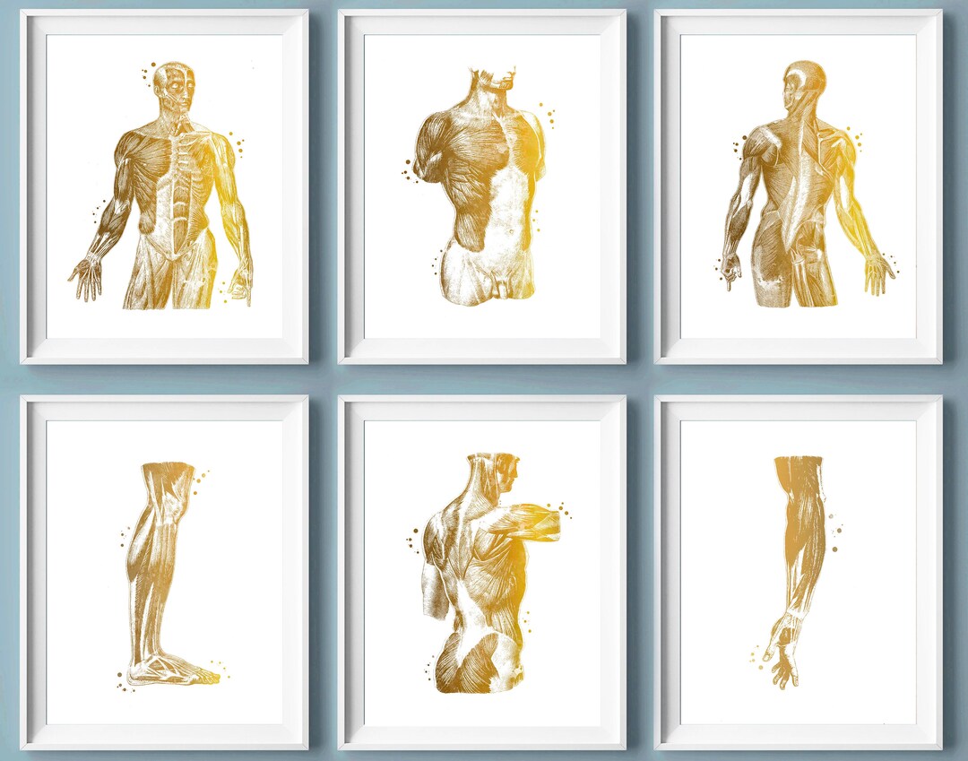 Set 6 Muscular System Anatomy Art Medical Art Muscle Poster Massage ...