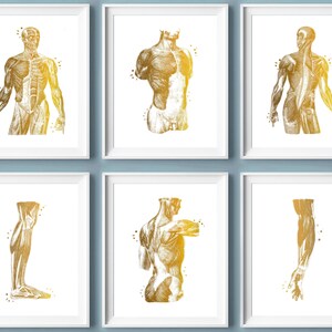 Set 6 Muscular System Anatomy Art Medical Art Muscle Poster Massage ...
