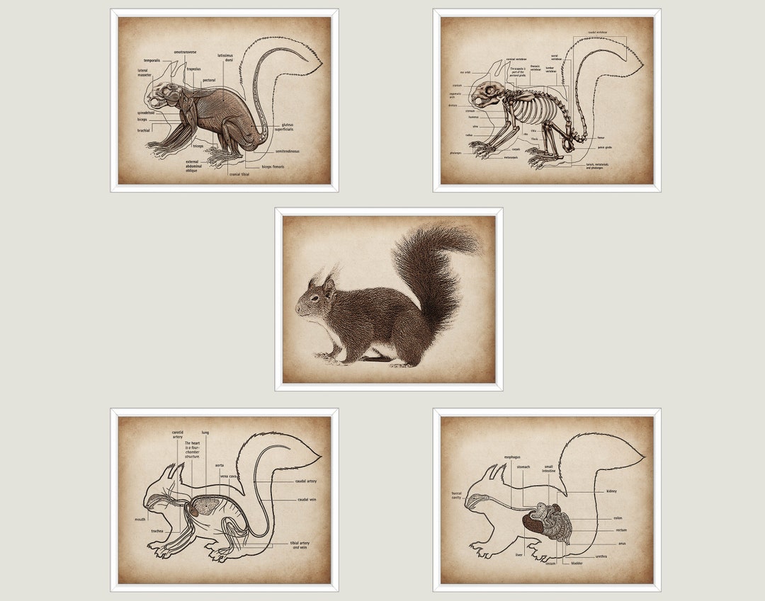 5 Squirrel Anatomy Prints Forest Animal Anatomy Art Biology Art Small ...
