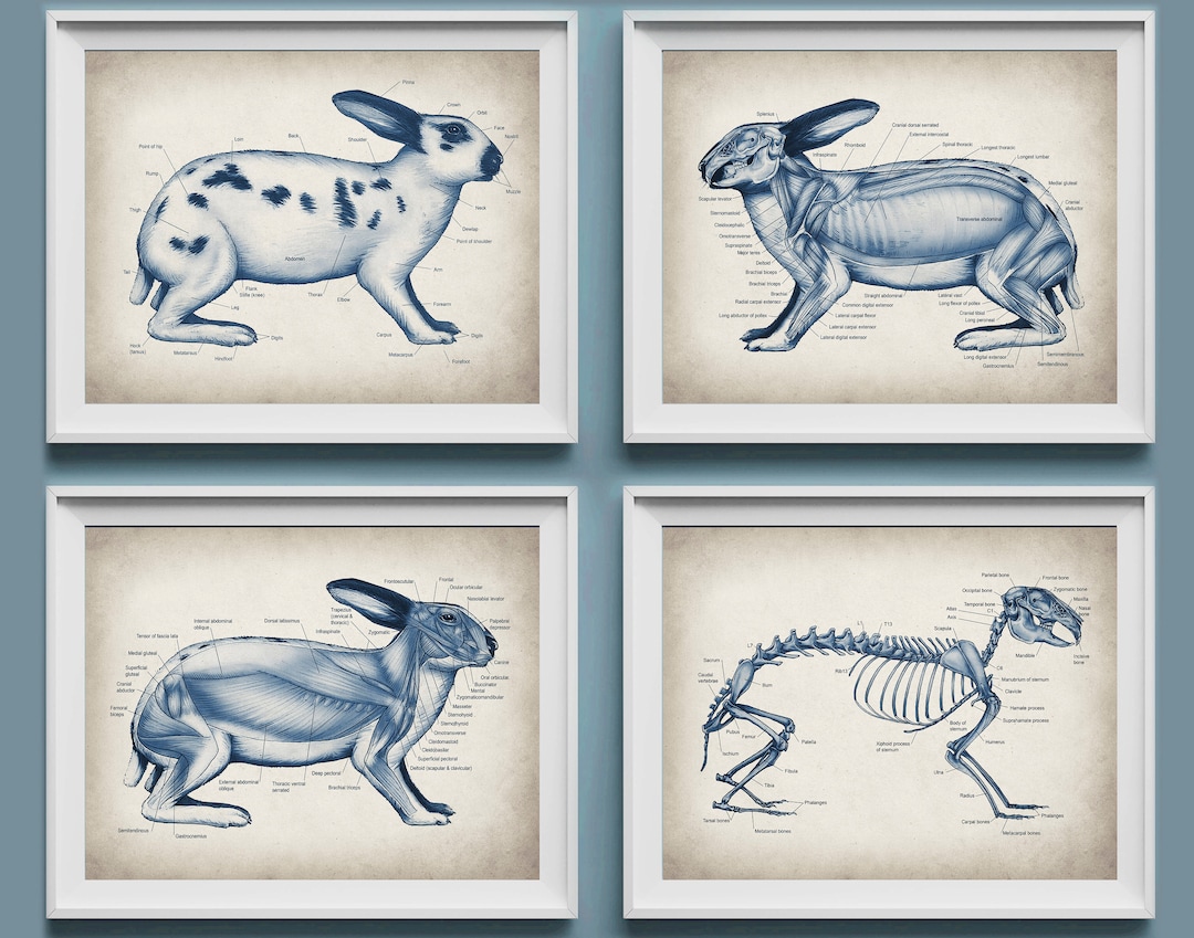 4 Rabbit Anatomy Posters Skeleton and Muscles Diagram Small Mammals ...