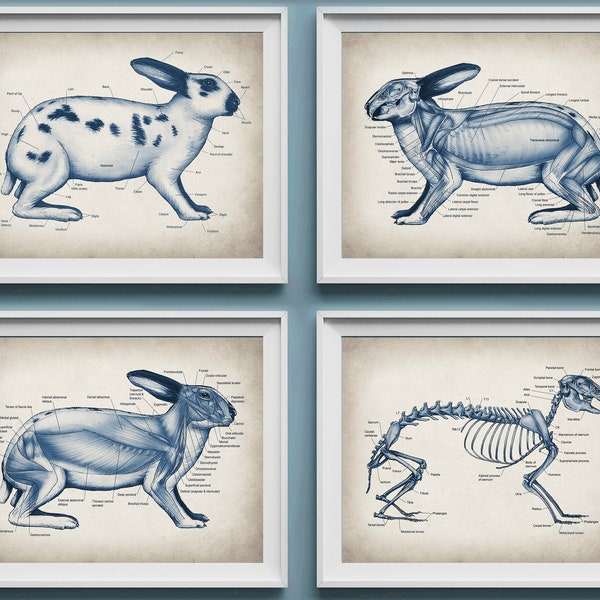 Rabbit Skeleton - Etsy