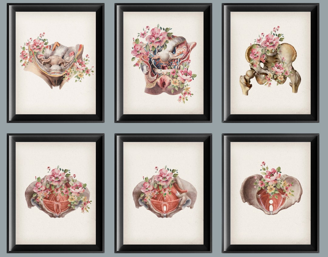 Vintage Pelvic Anatomy Art Prints: Floral Obgyn Decor (digital Download ...