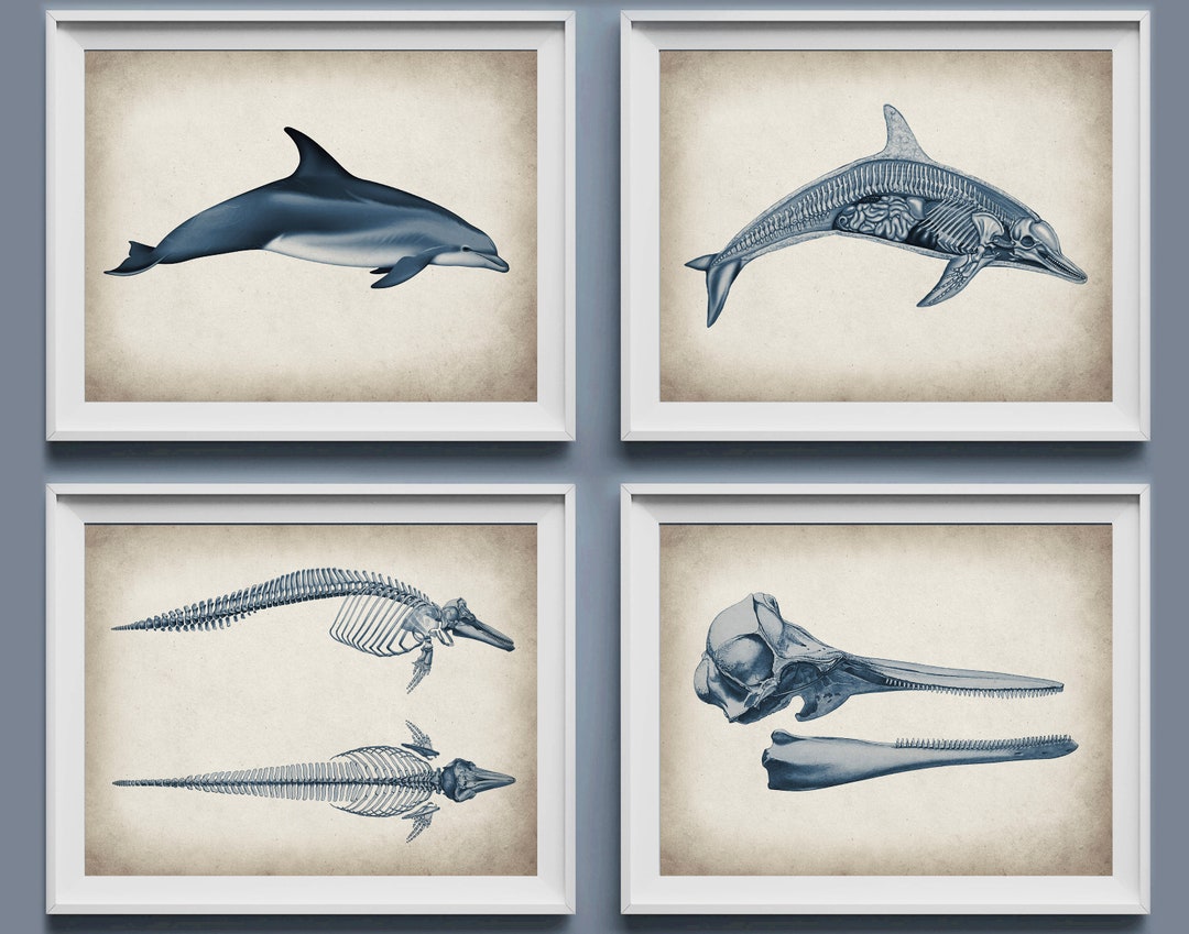 4 Vintage Dolphin Anatomy Posters Sea Mammals Physiology Art ...