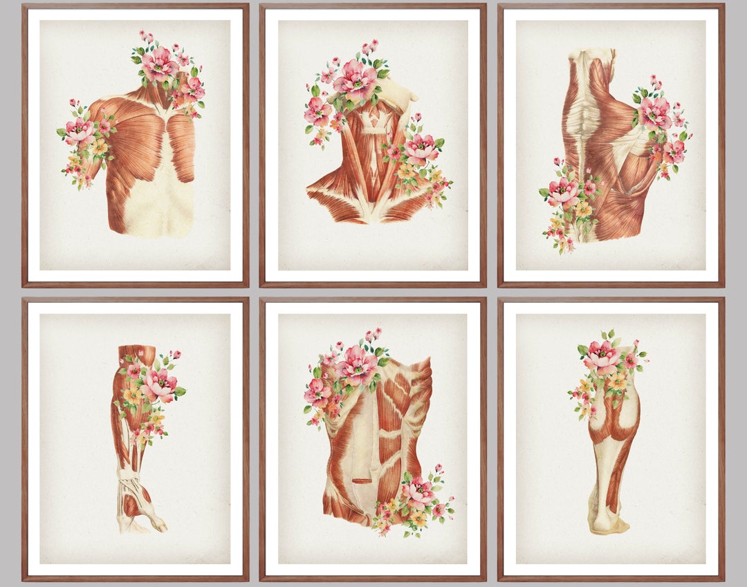 6 Vintage Muscular System Anatomy Art Medical Poster Muscle Structure ...