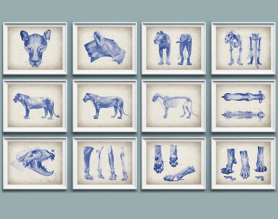 12 Lion Anatomy Art Large Animal Anatomy and Physiology - Etsy