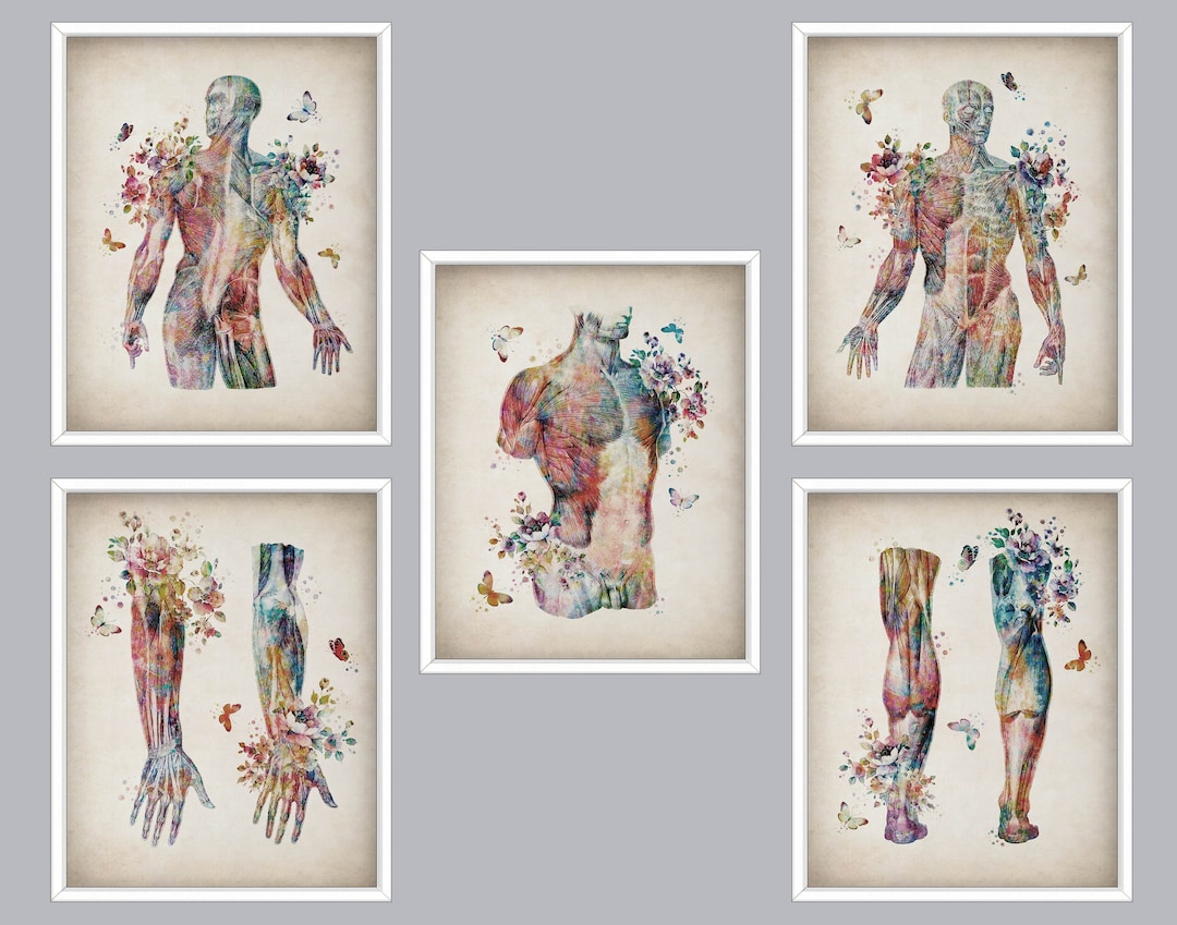 5 Watercolor Anatomy Art Muscles Print Vintage Medical Art Massage ...