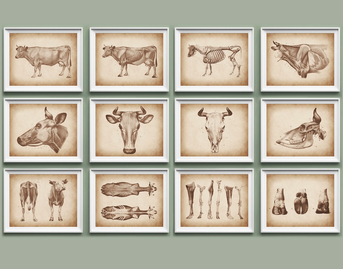 12 Animal Anatomy Posters Cow Anatomy Art Bovine Anatomy | Etsy