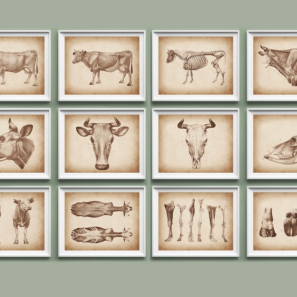 Animal Anatomy Posters - Etsy