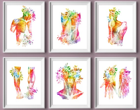 Set 6 of Colorful Anatomy Art Human Muscular System Painting - Etsy