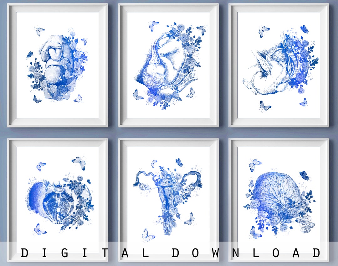 Obstetrics Art Pregnancy Art OBGYN Art Fetus Art Female Uterus Art ...