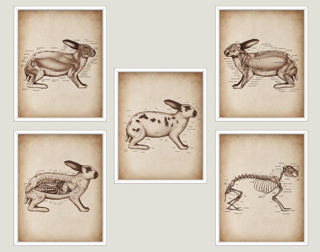 5 Rabbit Anatomy Prints Biology Art Small Mammals Art Veterinary Art ...