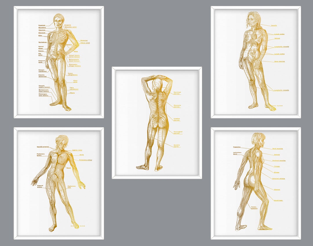5 Gold Anatomy Posters Human Body Systems Art Physiology Art Medical ...