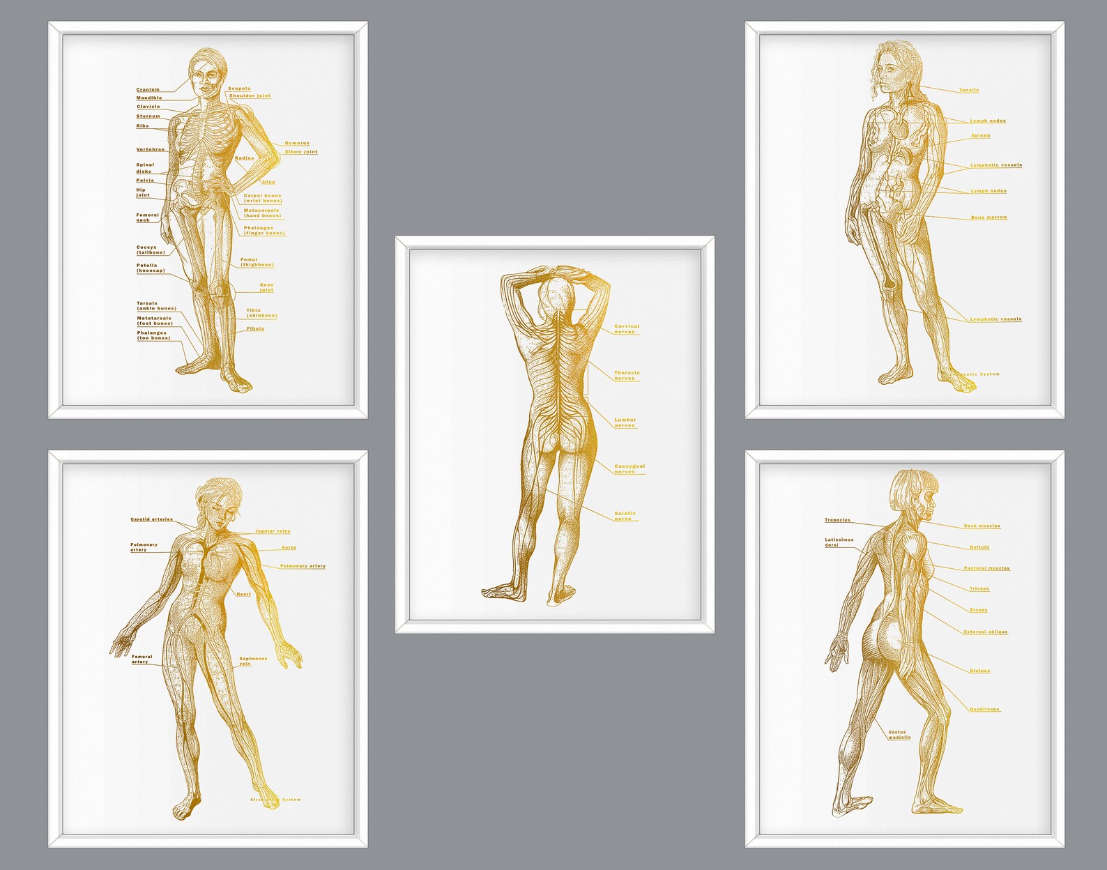 5 Gold Anatomy Posters Human Body Systems Art Physiology Art - Etsy