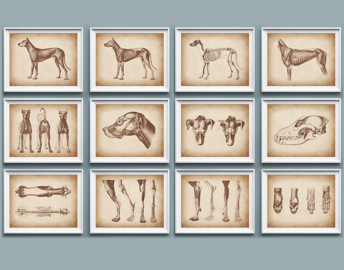 Veterinary Anatomy Poster Set of 12 Dog Anatomy Pet Anatomy - Etsy