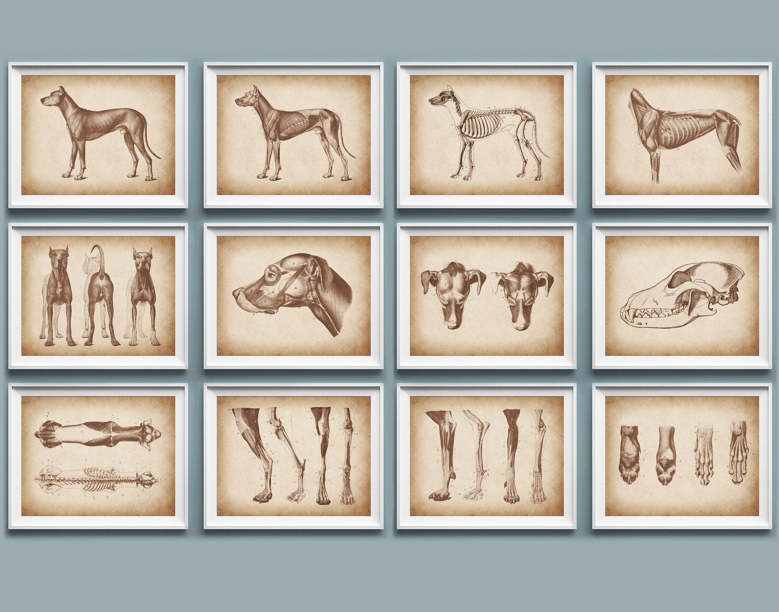 Veterinary Anatomy Poster Set of 12, Dog Anatomy, Pet Anatomy, Dog ...