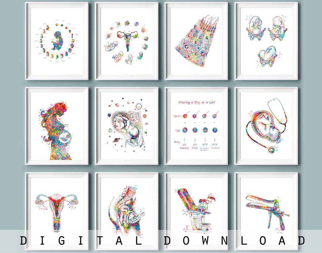 Pregnancy Anatomy Art Prints: Midwife, OBGYN Office Decor (set of 12 ...