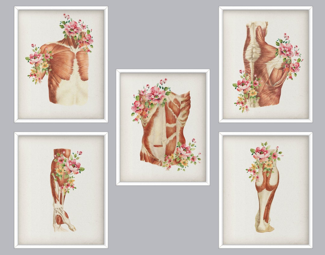 5 Floral Anatomy Art Musculoskeletal System Print Muscle Diagram Poster ...