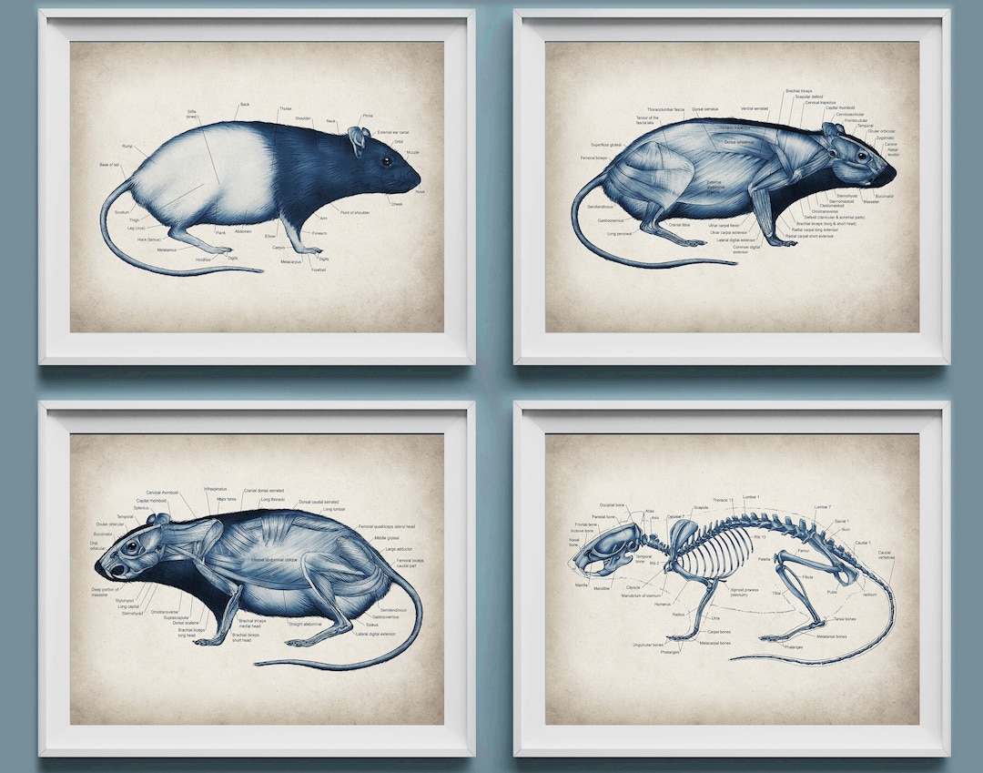 4 Rat Anatomy Posters Mouse Physiology Art Small Animal Art Zoology Art ...