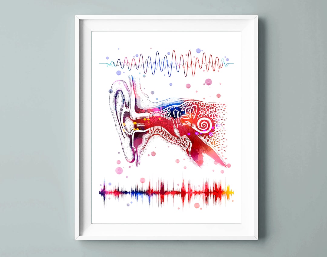 Hearing System Anatomy Art Audiology Art Medical Art Inner Ear - Etsy