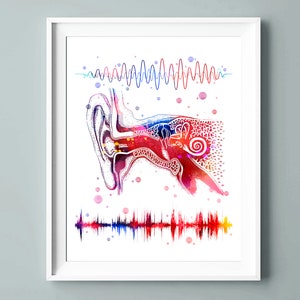 Hearing System Anatomy Art Audiology Art Medical Art Inner Ear - Etsy